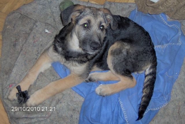 Mischlinge Kleinanzeigen | Mischlinge Annoncen | Mischlinge Inserate ...